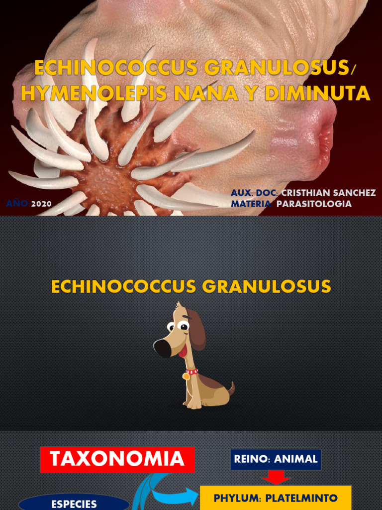 Echinococcus Granulosus-Hymenolepis Nana y Diminuta | PDF | Hígado ...