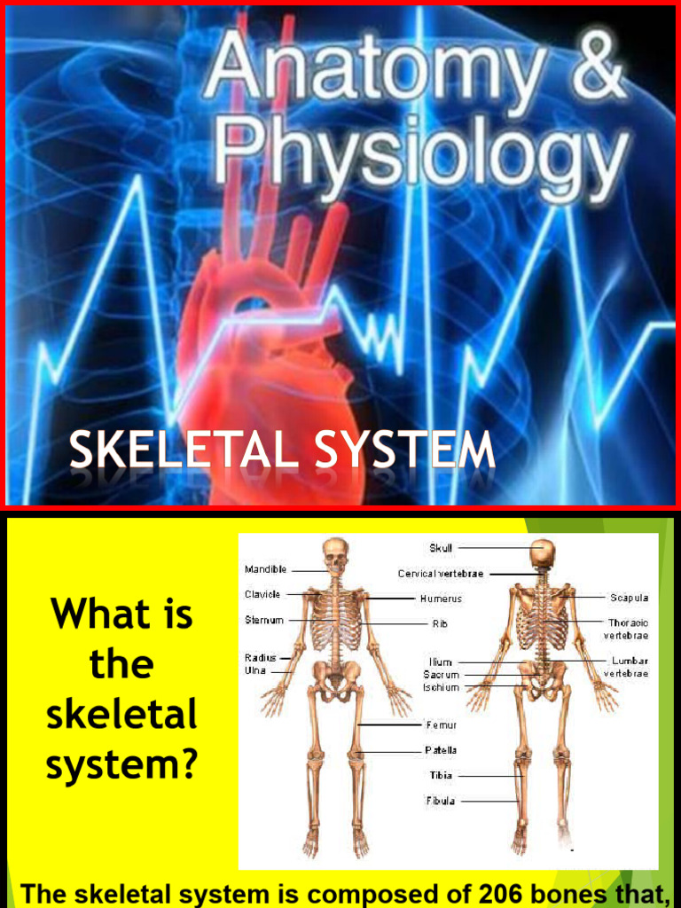 Overview of the Human Skeletal System | PDF | Skeleton | Anatomical ...
