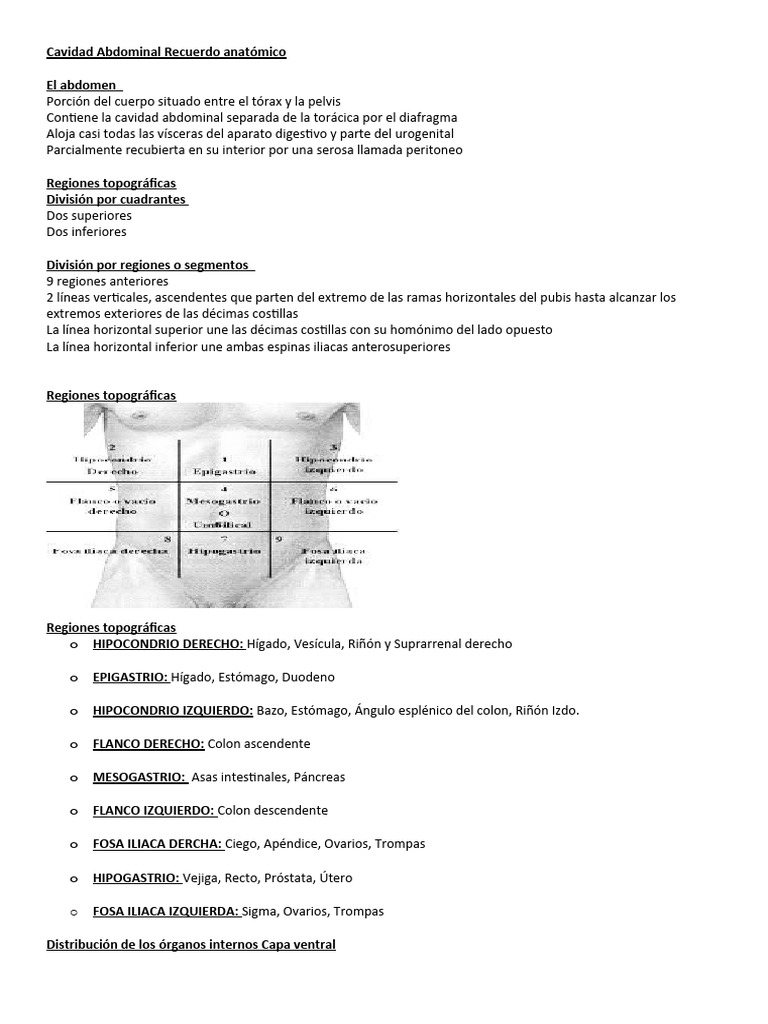 Ubicación del líquido peritoneal | PDF | Abdomen | Peritoneo
