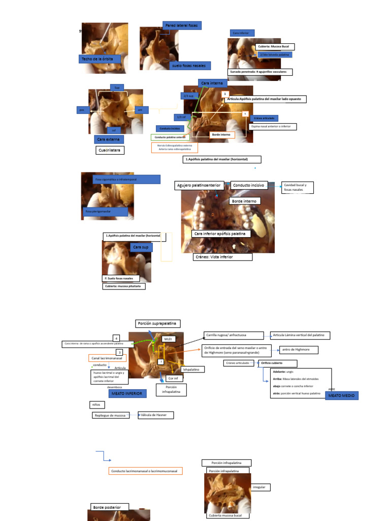 Anatomia Pdf Cara Otorrinolaringología