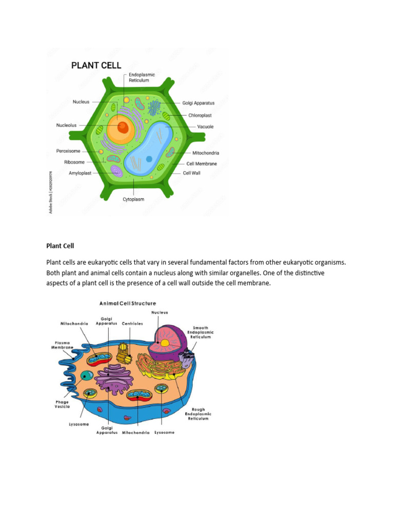 Differences Between Plant and Animal Cells | PDF | Science & Mathematics