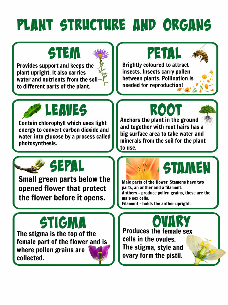 Biology-Plant-Structure-Revision-Cards | PDF