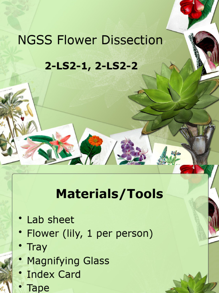 NGSS Flower Dissection: 2-LS2-1, 2-LS2-2 | PDF