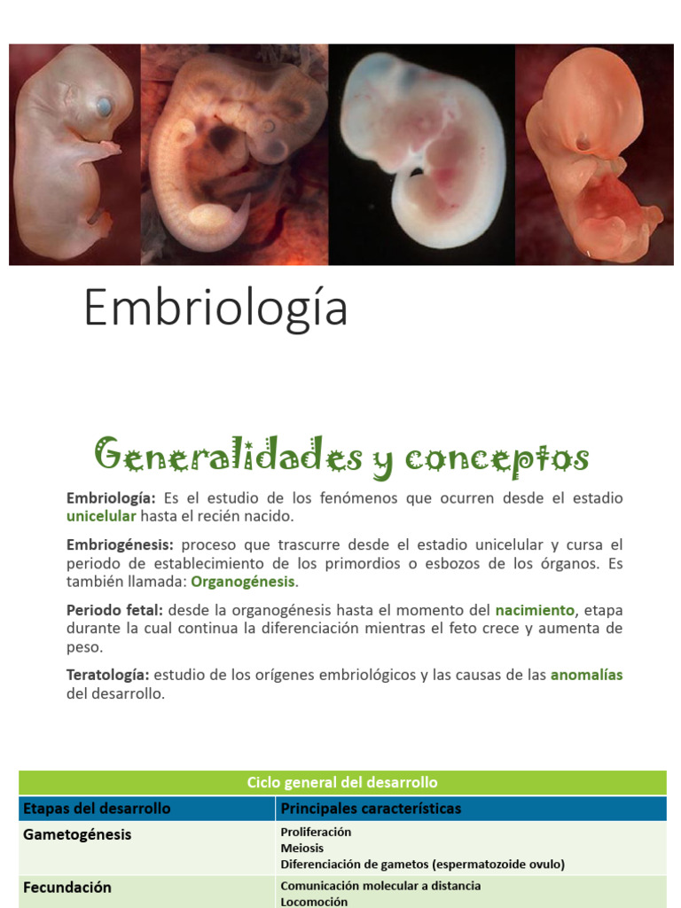 Embriología | PDF | Placenta | Mitosis