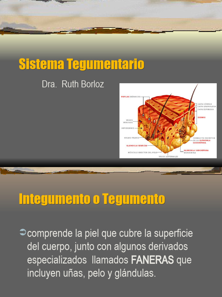 Sistema Tegumentario | Descargar gratis PDF | Piel | Sistema tegumentario