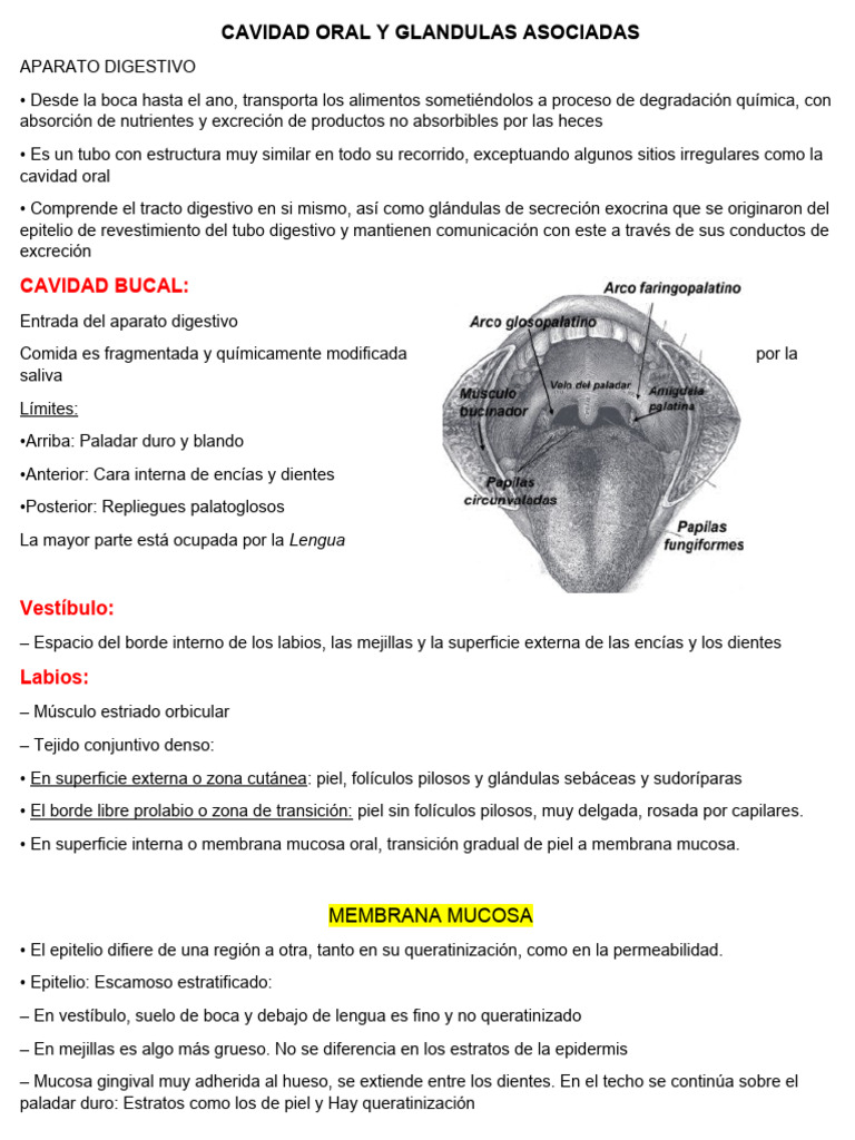Anatomía de la Cavidad Oral y Glándulas | PDF | Gusto | Esmalte de dientes