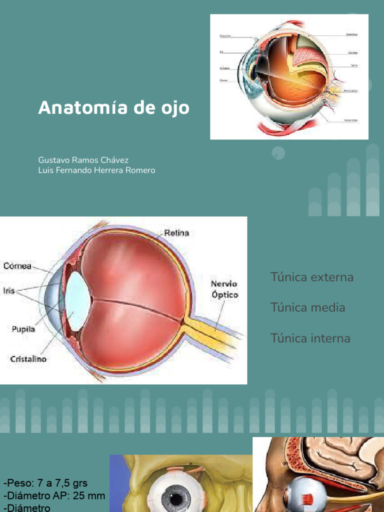 Anatomia Del Ojo | PDF | Nervio | Cabeza y cuello humanos