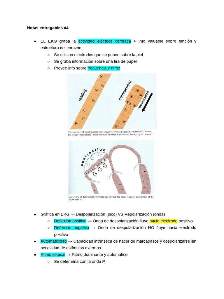 Notas Entregables #4 | PDF | Electrocardiografia | Electrofisiología cardíaca
