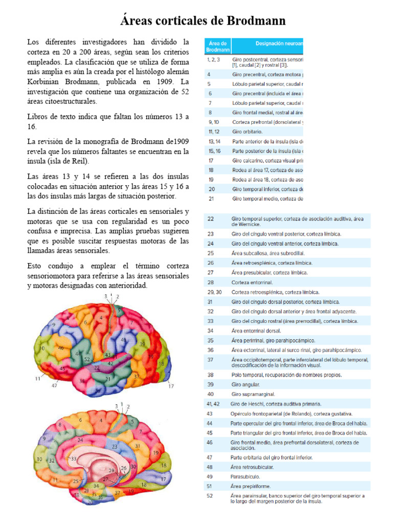 Áreas Corticales de Brodmann y Funciones | PDF | Lóbulo temporal ...