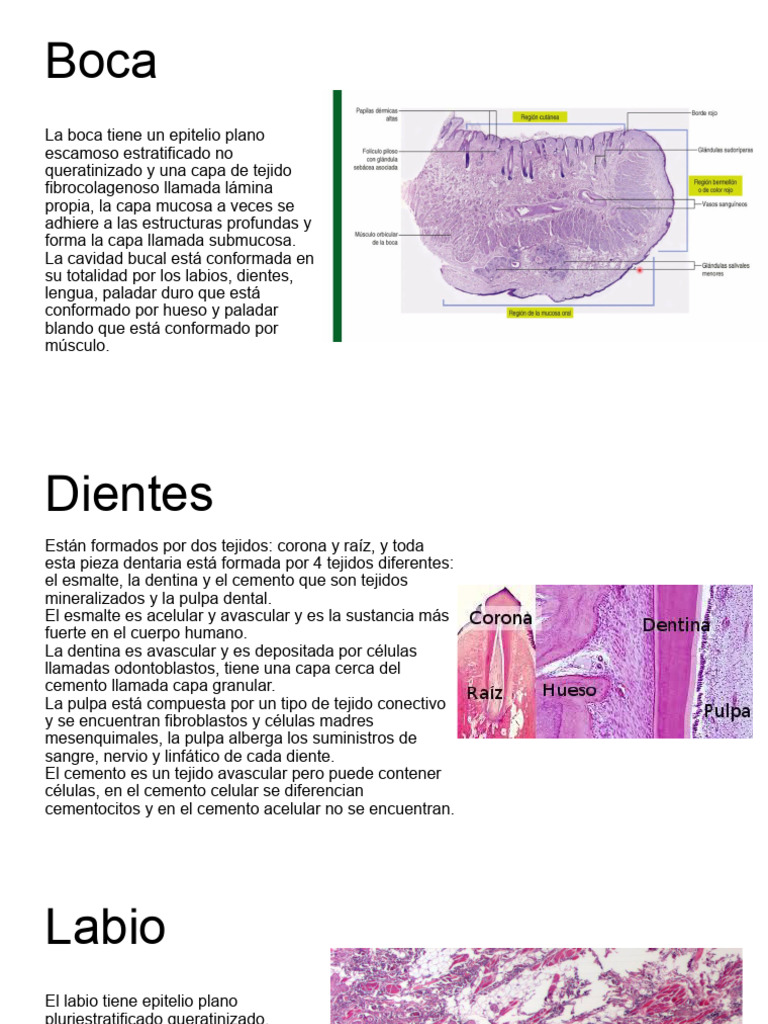 Flashcards Aparato Digestivo | PDF | Estómago | Intestino delgado