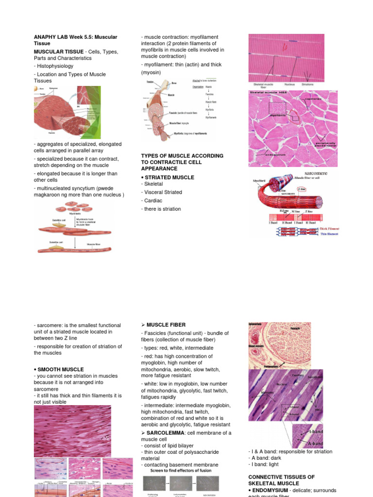 ANAPHY LAB W5.5 Reviewer | PDF | Cardiac Muscle | Muscle Contraction