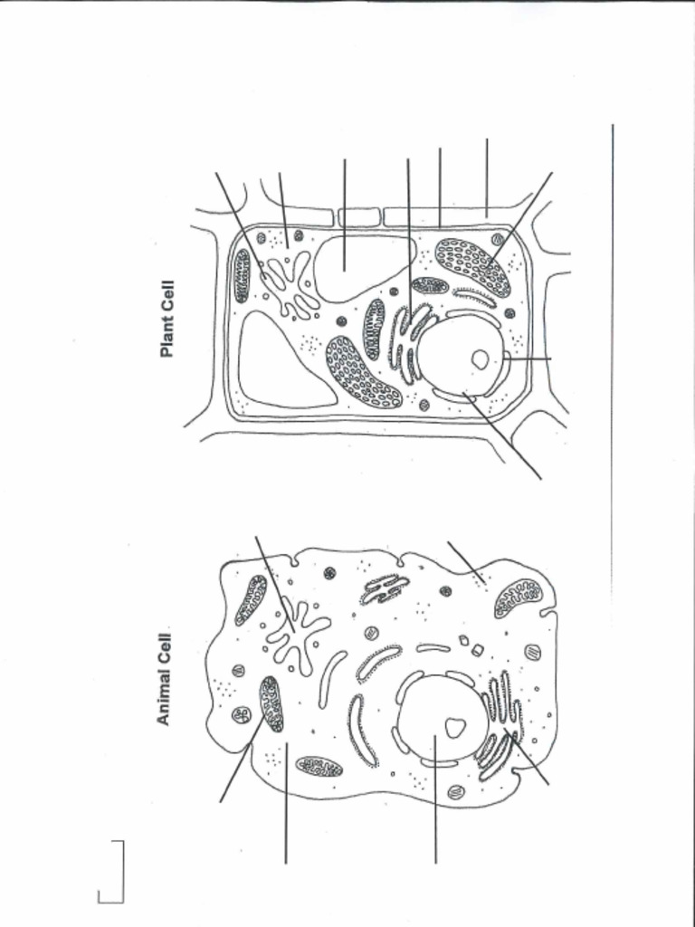 Y9 Plant and Animal Cell To Annotate | PDF