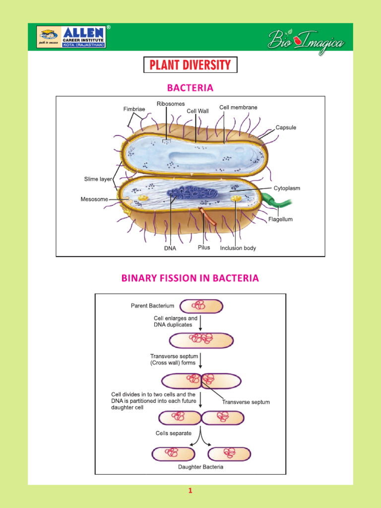 Plantdiversity For Quick Revision | PDF