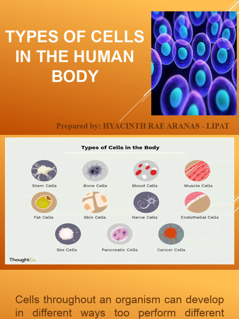 Common Cell Types in the Human Body | PDF | Muscle | Bone