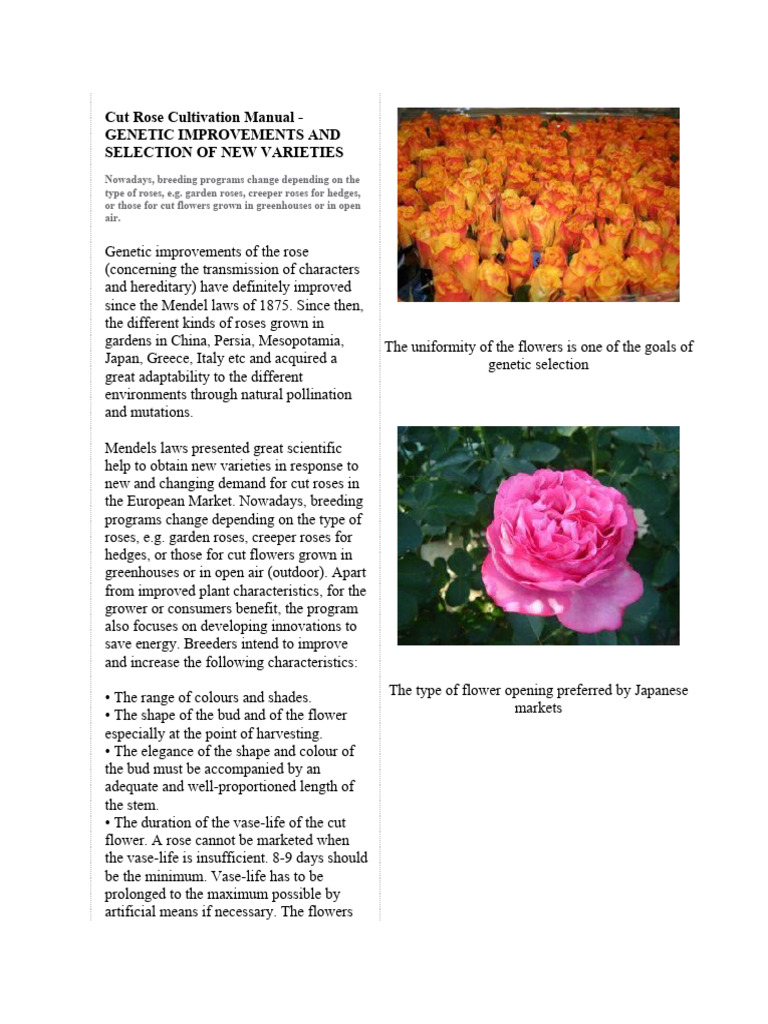 Cut Rose Cultivation and Breeding Guide | PDF | Flowers | Plant Breeding