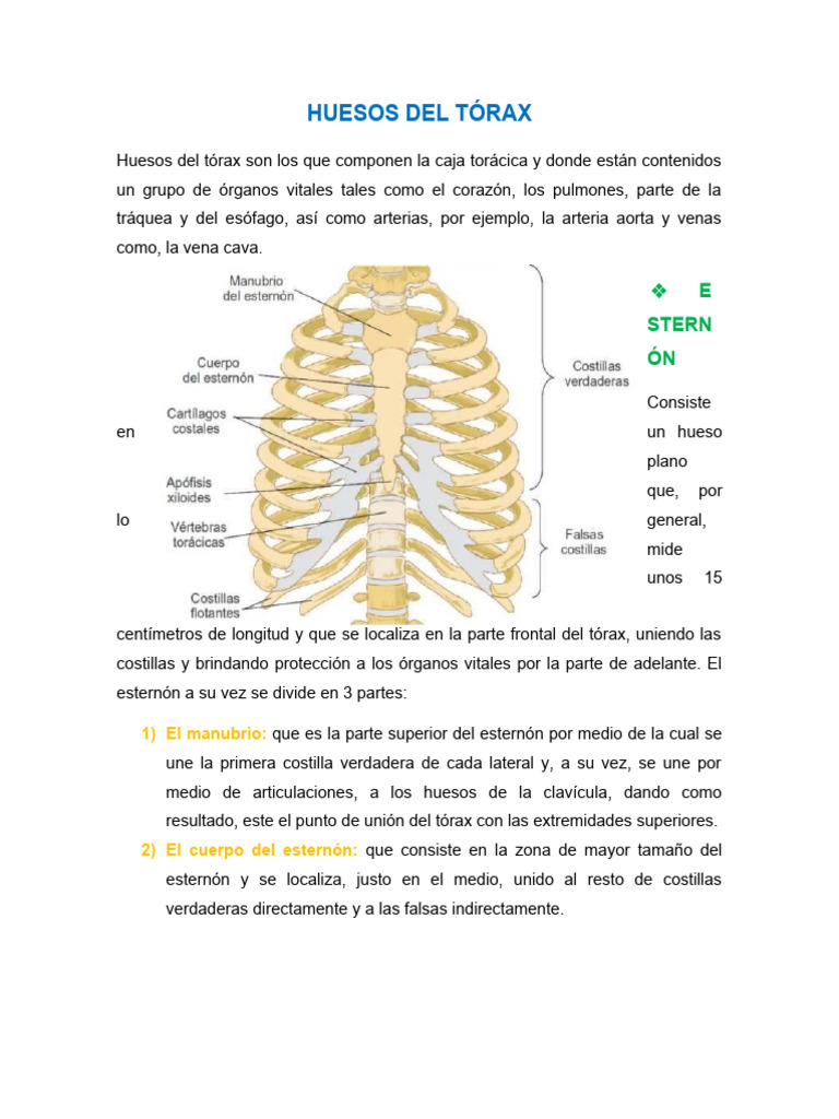 Huesos Del Tórax | PDF | Vértebra | Tórax