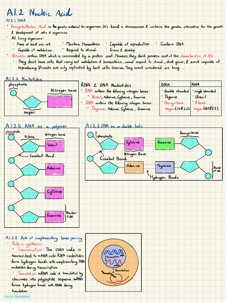 DNA & RNA Basics for Students | PDF | Dna | Rna