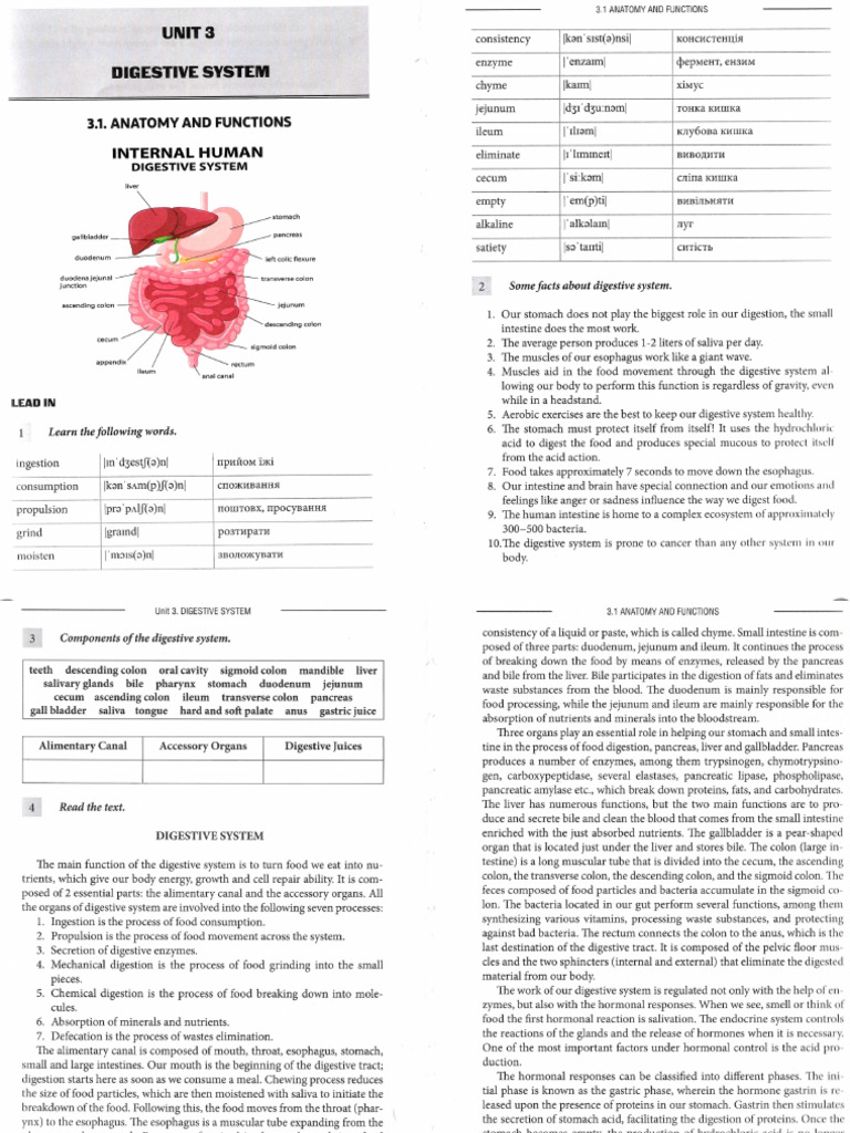 Digestive System | PDF