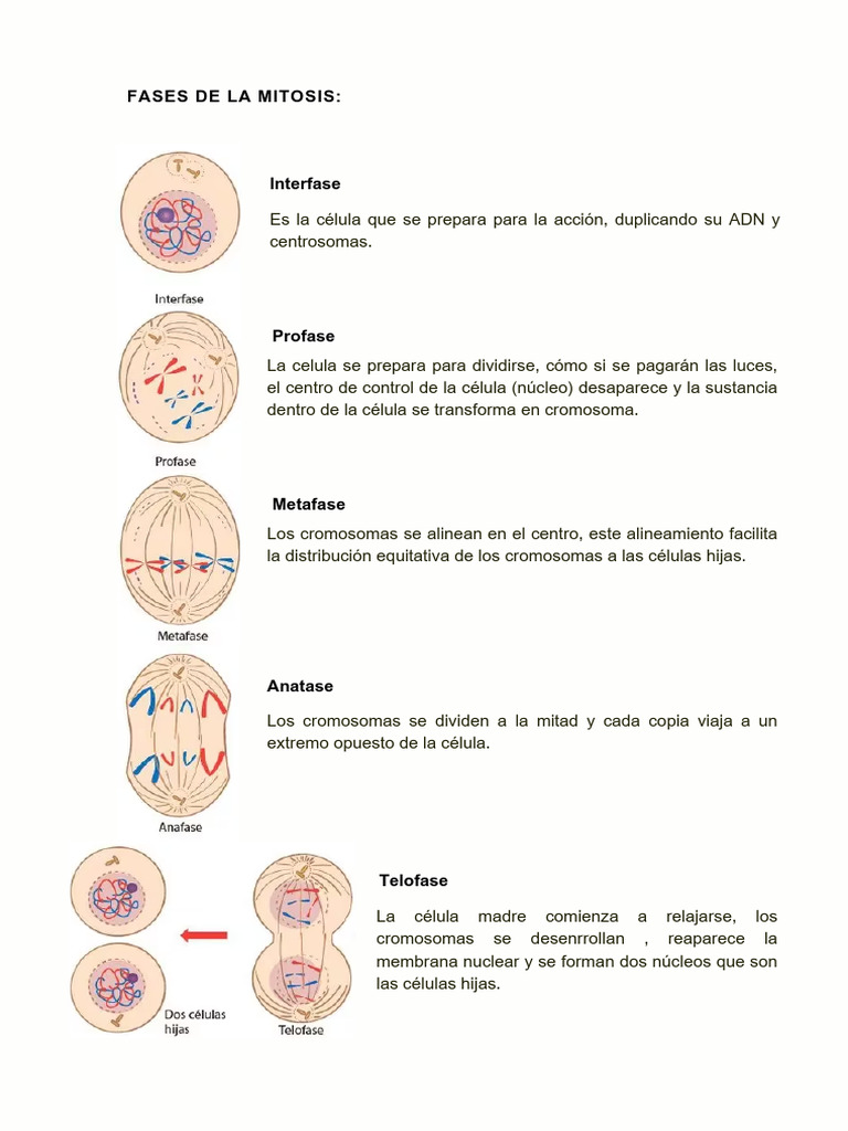 Fases de La Mitosis - María Paula Alvarado Umaña. | PDF