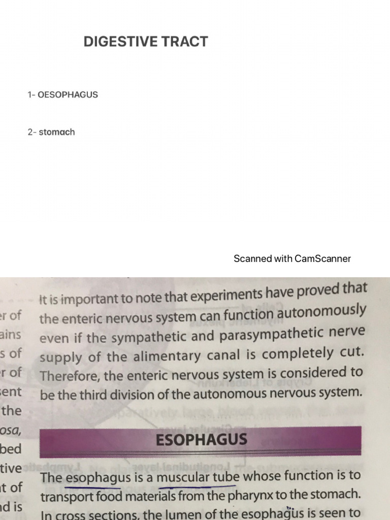 Oesophagus Stomach | PDF