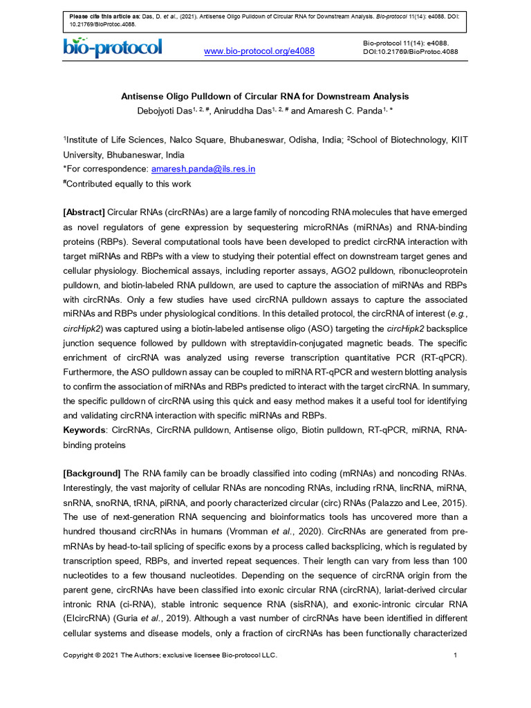 Antisense Oligo Pulldown of Circular RNA For Downstream Analysis | PDF | Immunoprecipitation ...