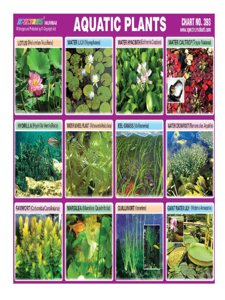 Aquatic Plants | PDF