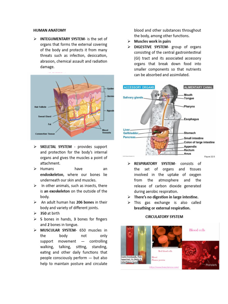 Human Anatomy | PDF | Human Body | Atrium (Heart)