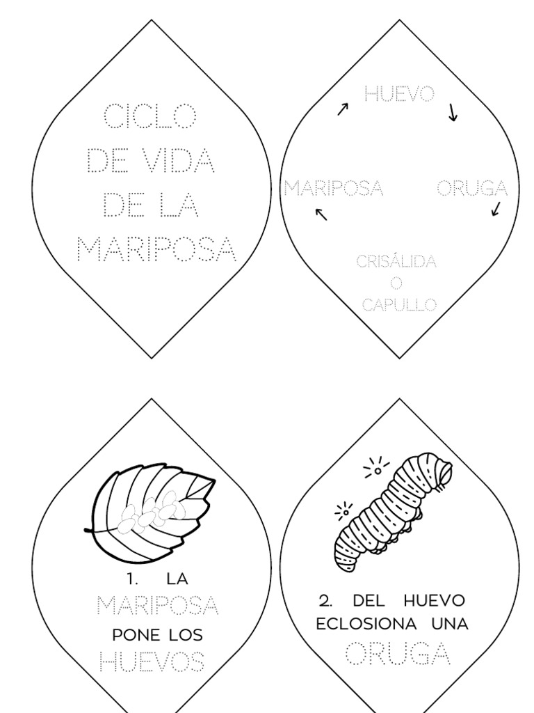 Ciclo de Vida de la Mariposa | PDF
