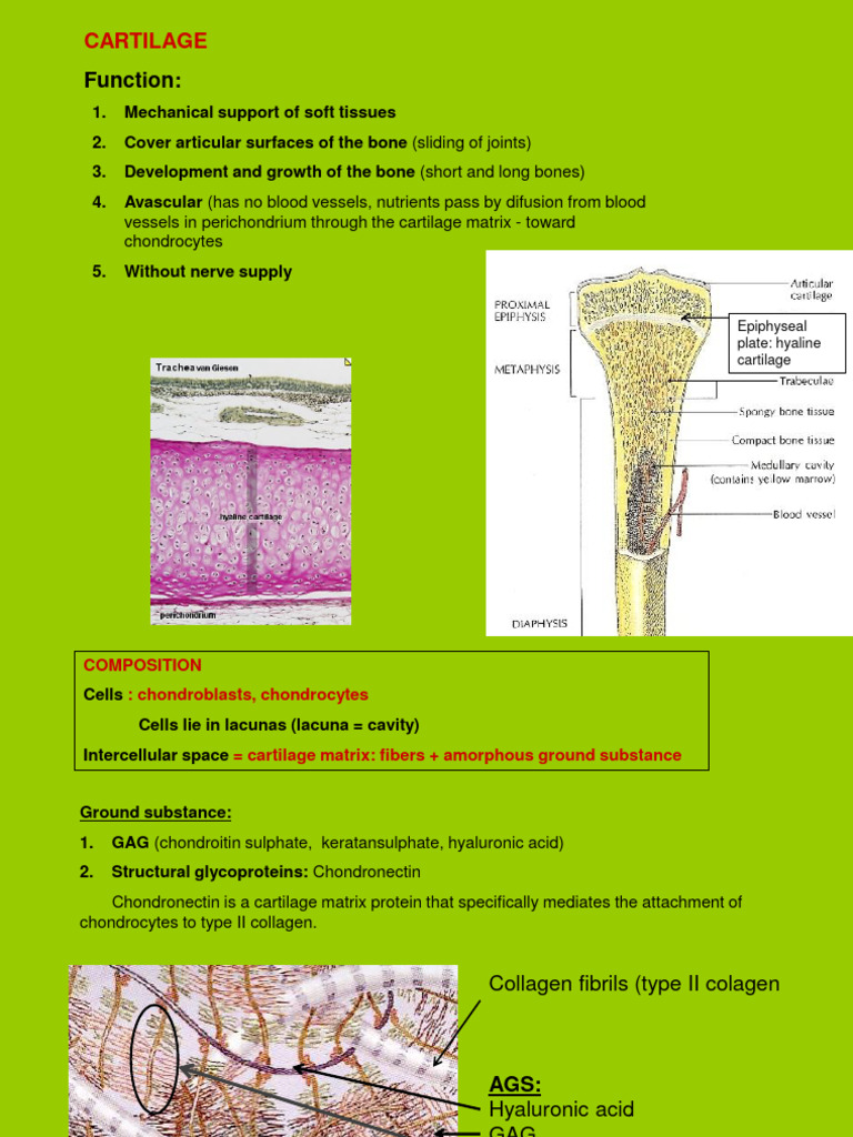 4.2.1. Cartilage2 | PDF | Cartilage | Extracellular Matrix