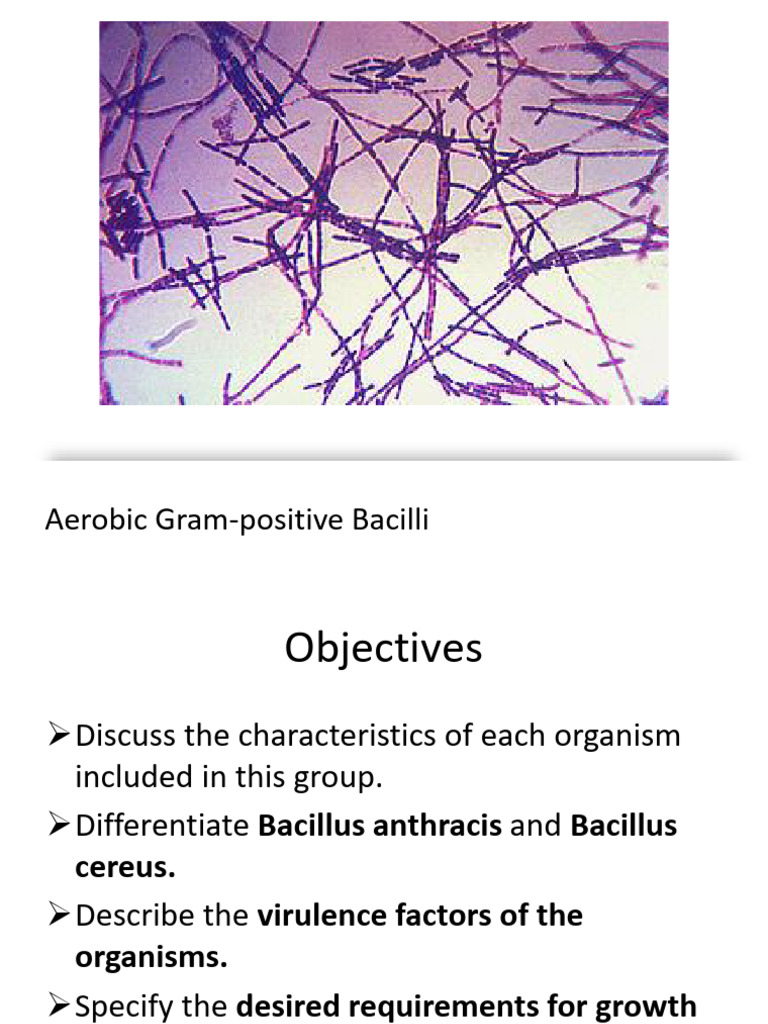 12 Aerobic Gram-Positive Bacilli | PDF | Bacillus | Gram Positive Bacteria