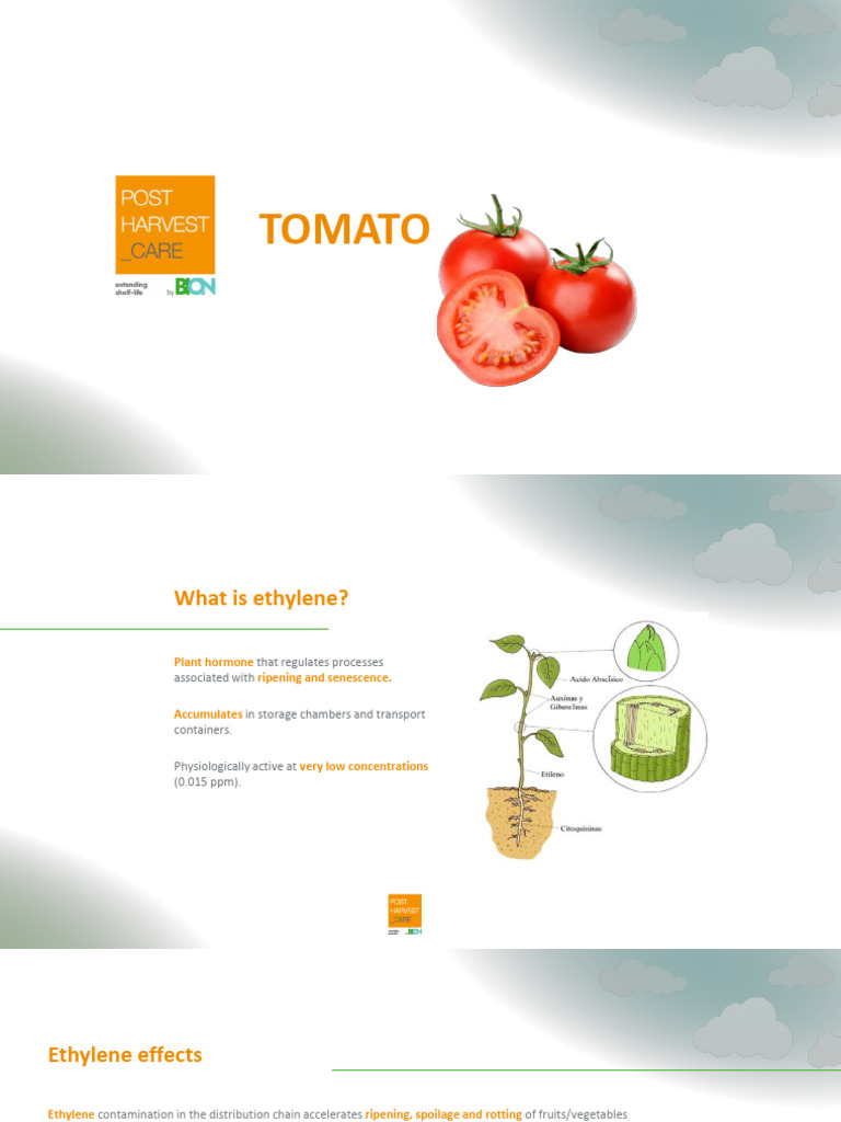 Bion Tomato | PDF | Tomato | Mycology