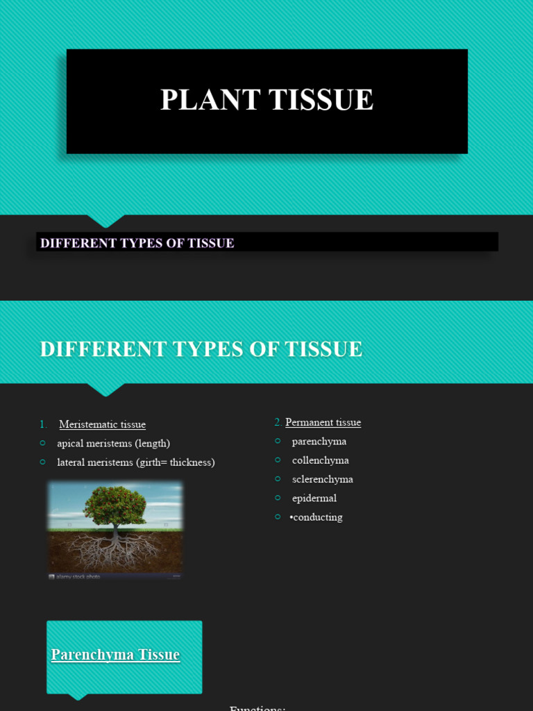 Plant Tissue | PDF | Tissue (Biology) | Leaf