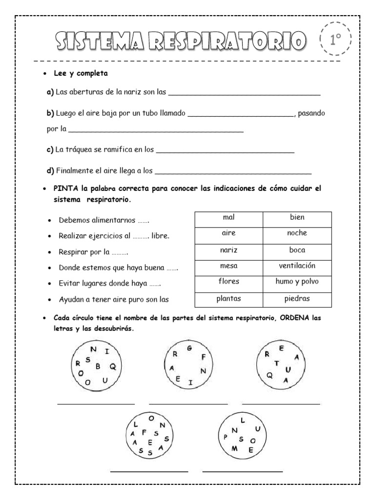 Ficha - Sistema Respiratorio 1° | PDF | Artes del Lenguaje y ...