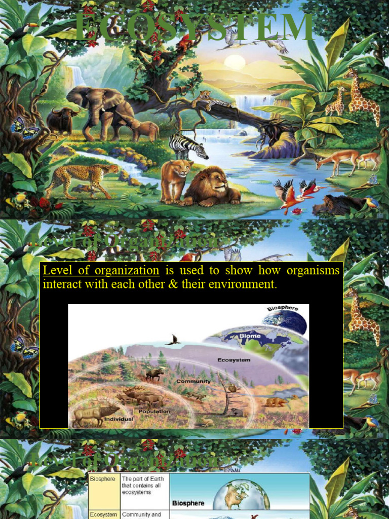 4 Energy Flow | PDF | Ecosystem | Energy Homeostasis