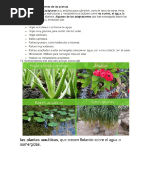 Hojas De Trabajo Sobre Adaptaciones De Plantas Biología Y Geología