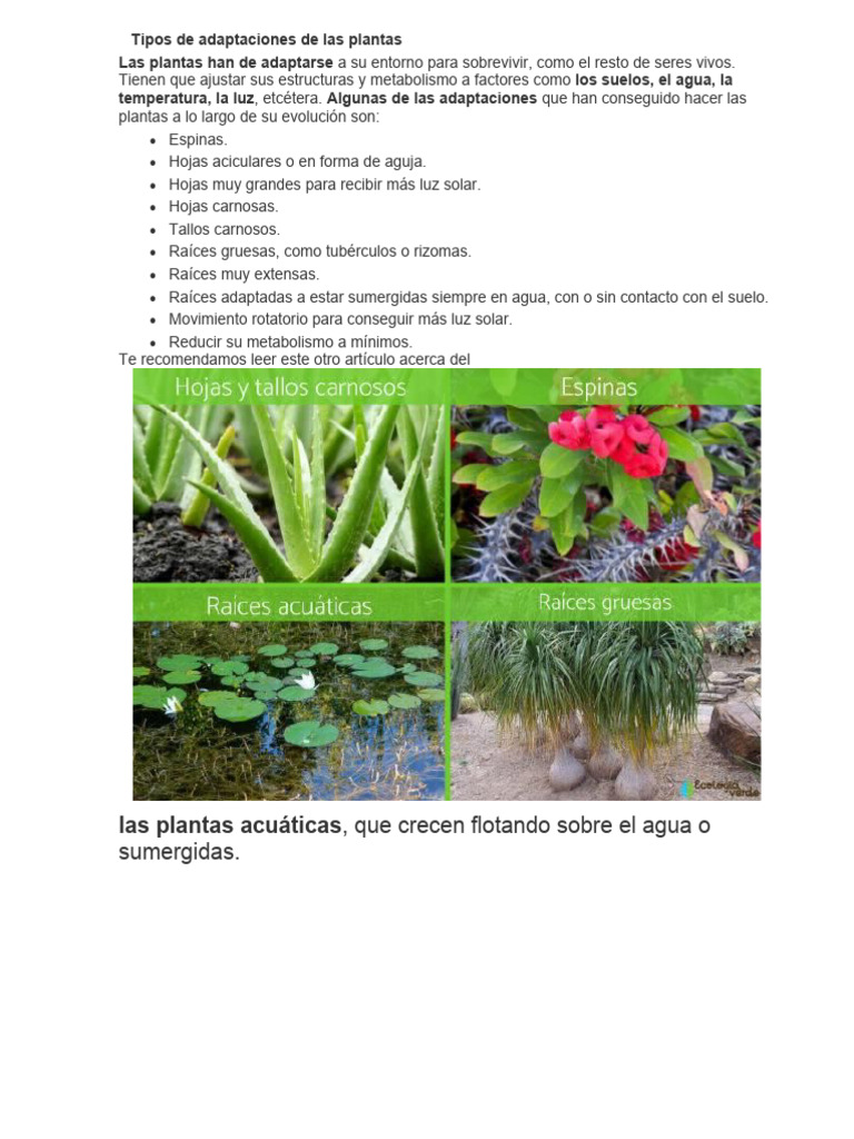 Adaptaciones de Las Plantas | PDF | Ciencia y matemáticas