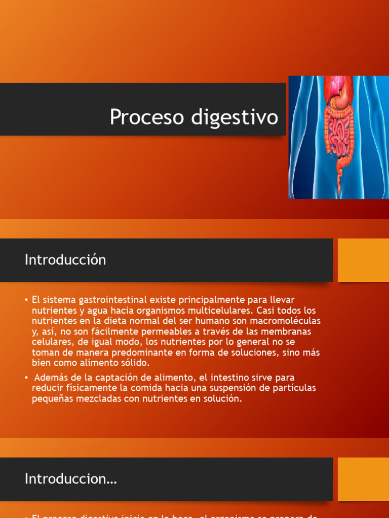 Proceso-digestivo | PDF | Digestión | Sistema digestivo humano