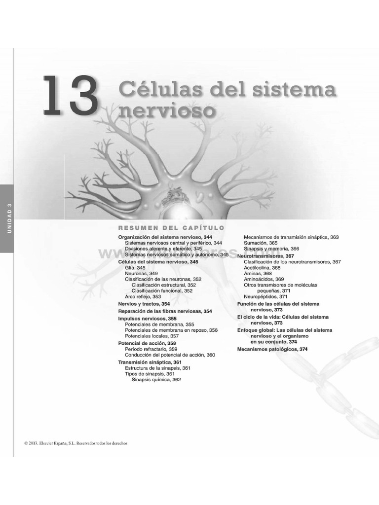 2 - CAP 13,14,16 Anatomia y Fisiologia Patton Thibodeau 8a Edicion | PDF