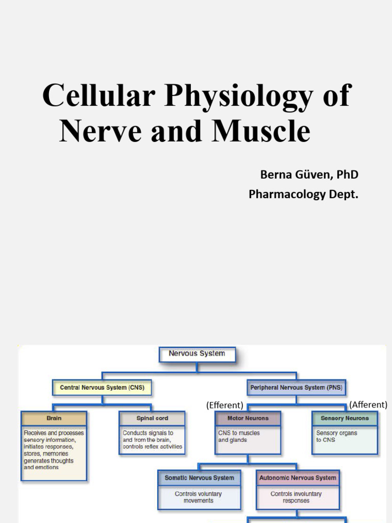 Cellular Physiology of Nerve & Muscle | PDF | Muscle Contraction ...