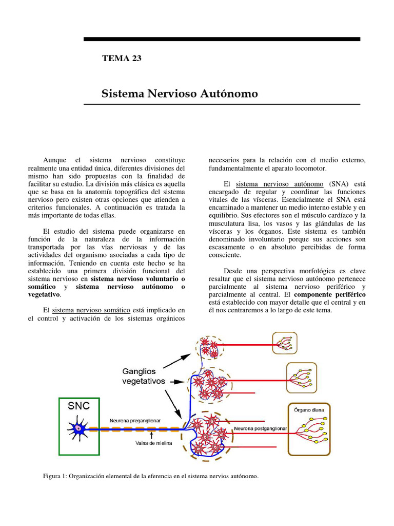 Sistema Nervioso 5 Sistema Nervioso Autonomo Pdf Sistema Nervioso