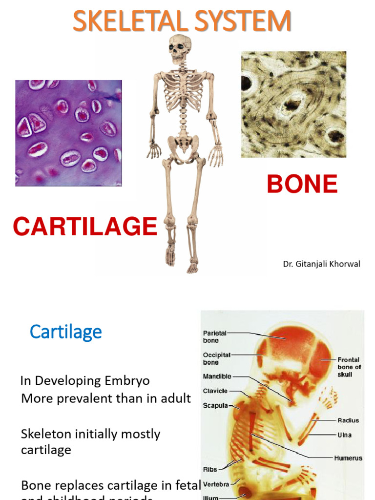 Joints | PDF | Cartilage | Joint