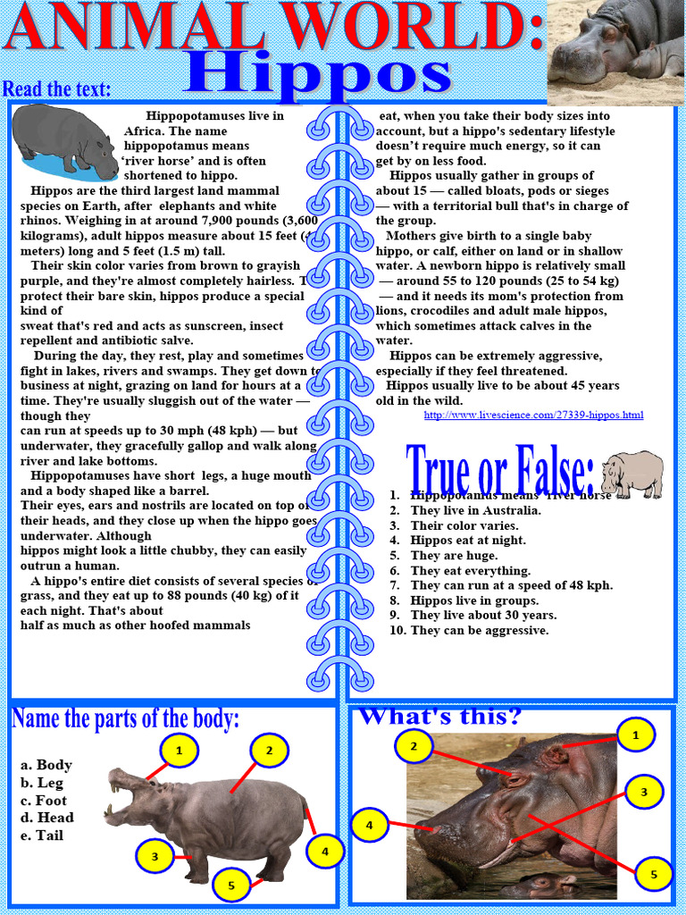 Animal World Hippos | PDF | Hippopotamus | Zoology