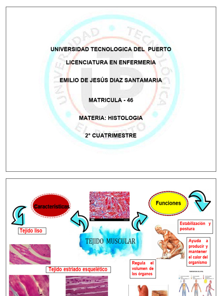 Mapa Mental Tejido Muscular | PDF