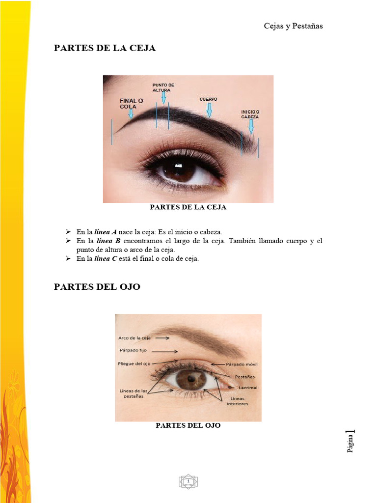 Anatomía y Estructura de las Cejas | PDF | Ceja | Pelo