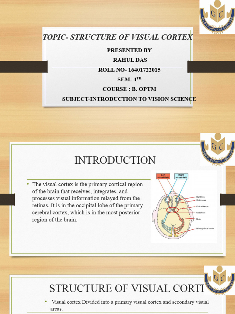Structure of Visual Cortex | PDF | Visual Cortex | Visual System
