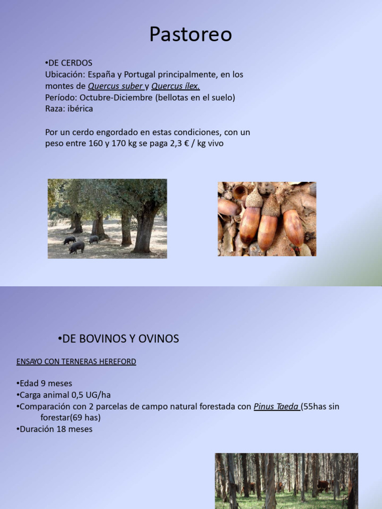 17c Pastoreo | PDF | Arboles | Agricultura
