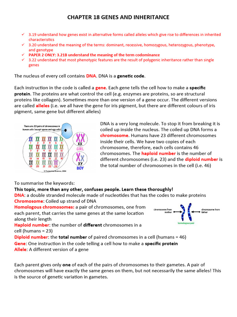 Chapter 18 Notes | PDF | Allele | Dominance (Genetics)