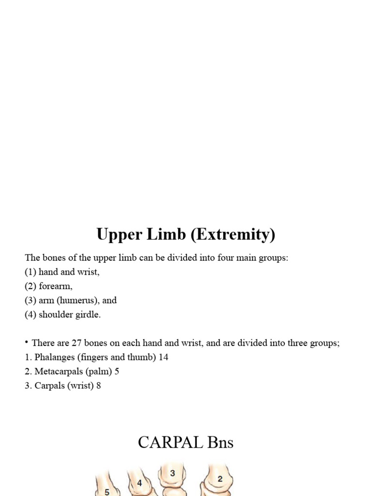 Hand | PDF | Hand | Finger