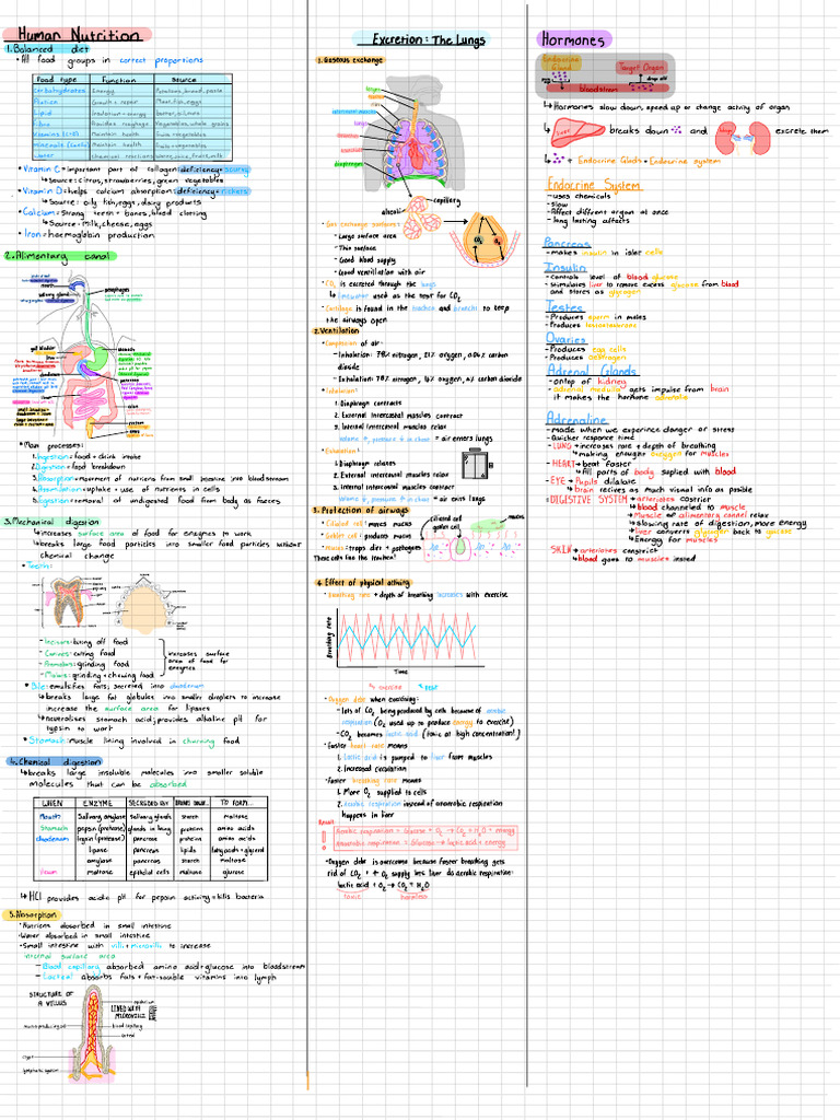 IGCSE Biology summary notes for topics listed in description | PDF ...