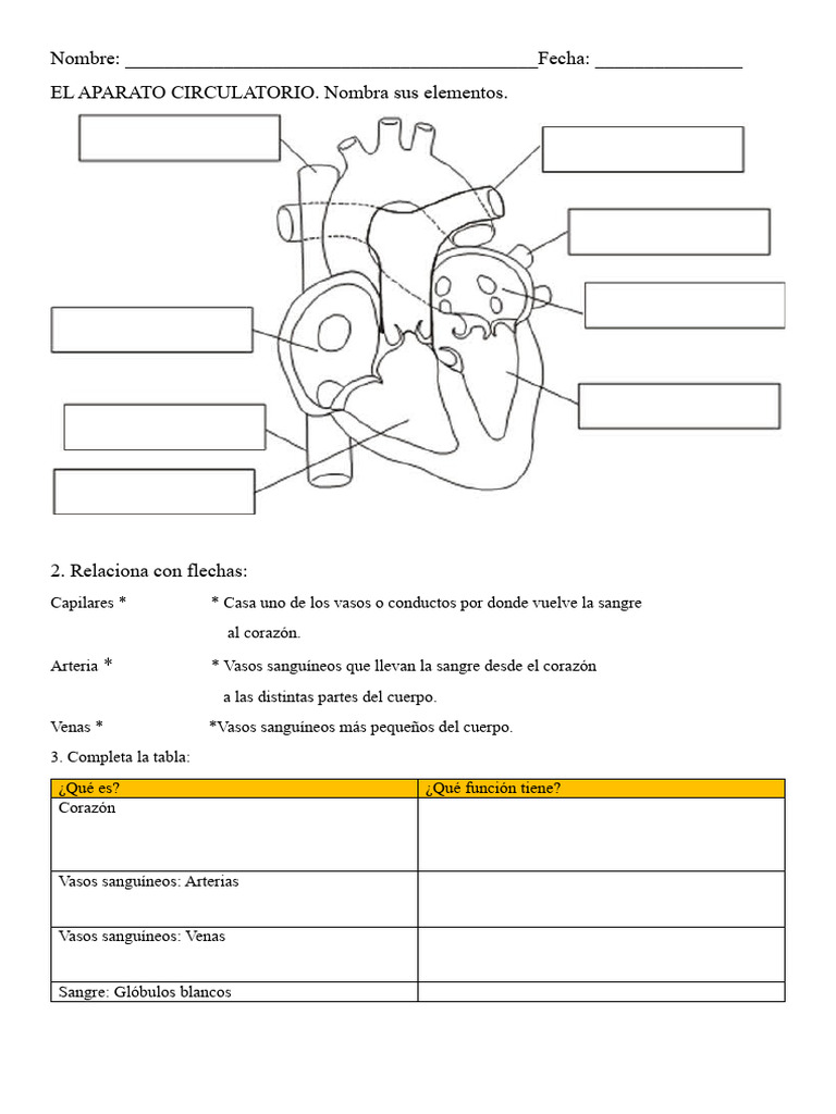 Actividades sobre el Sistema Circulatorio | PDF | Ciencia y matemáticas